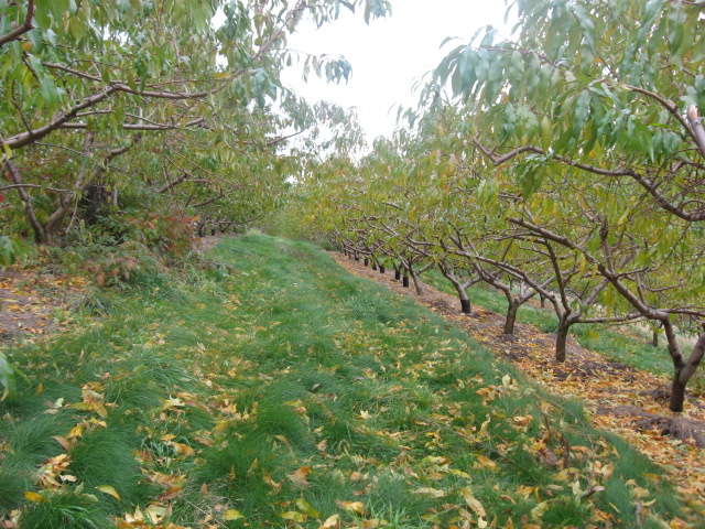 Permaculture Orchard Renovation | AppleSeed Permaculture